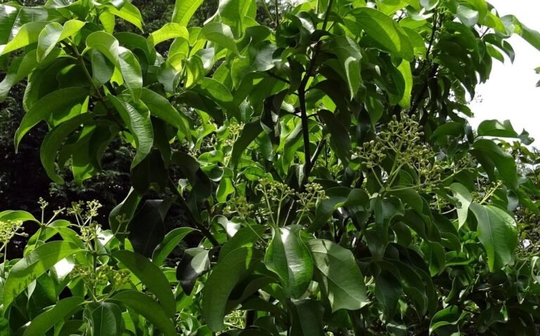 Bay Tree Guide - GardenKT